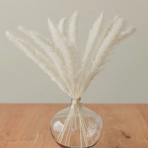 Large Tall Dried Pampas Grass Flowers, Pompas Feather Grass, Boho ...