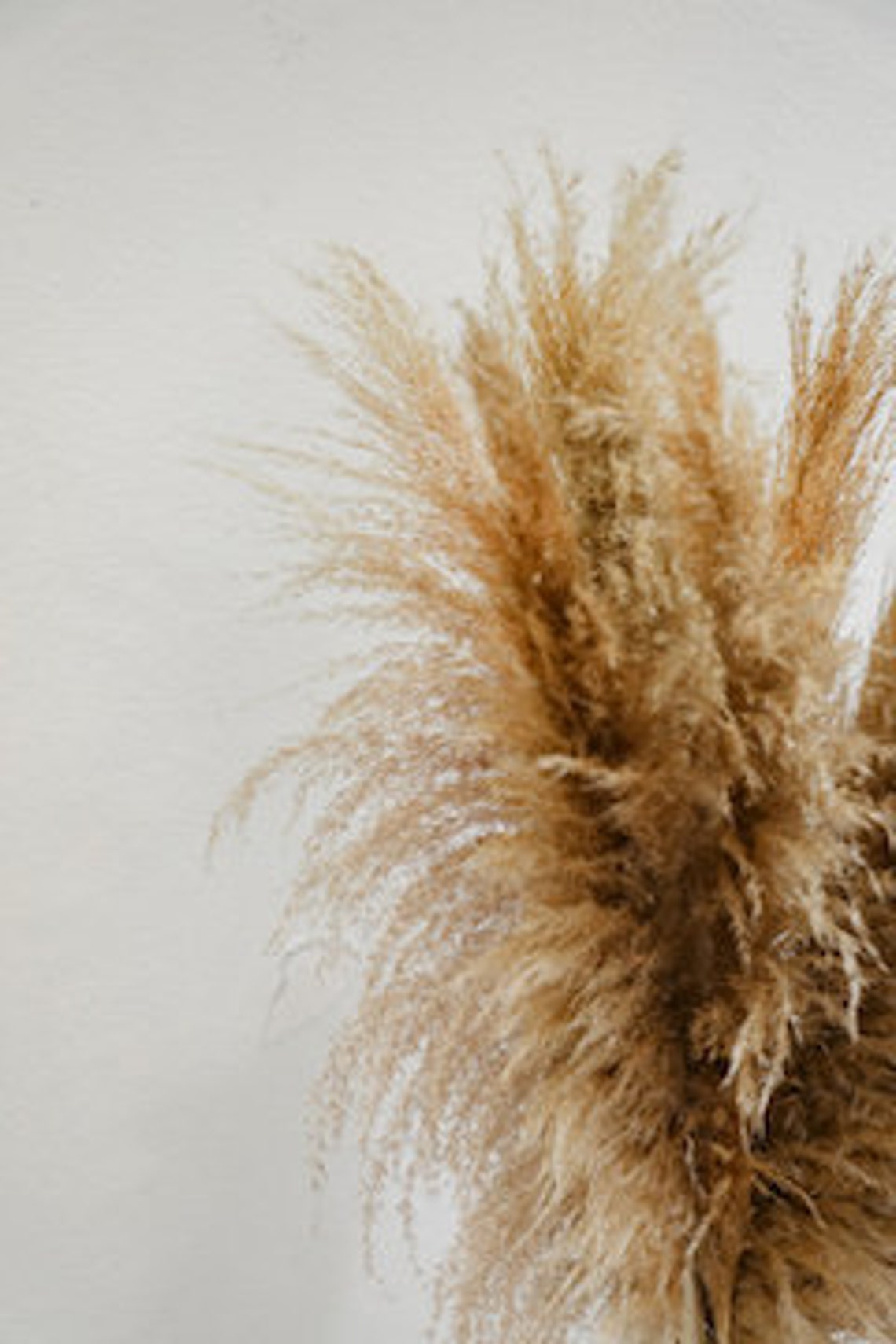 TALL PAMPAS GRASS Bouquet 4ft Grand Sale Dry Floral for Home - Etsy