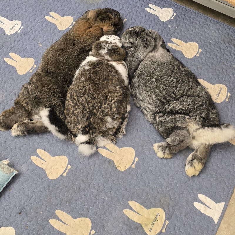 Fender Bunny Adult - Etsy Canada