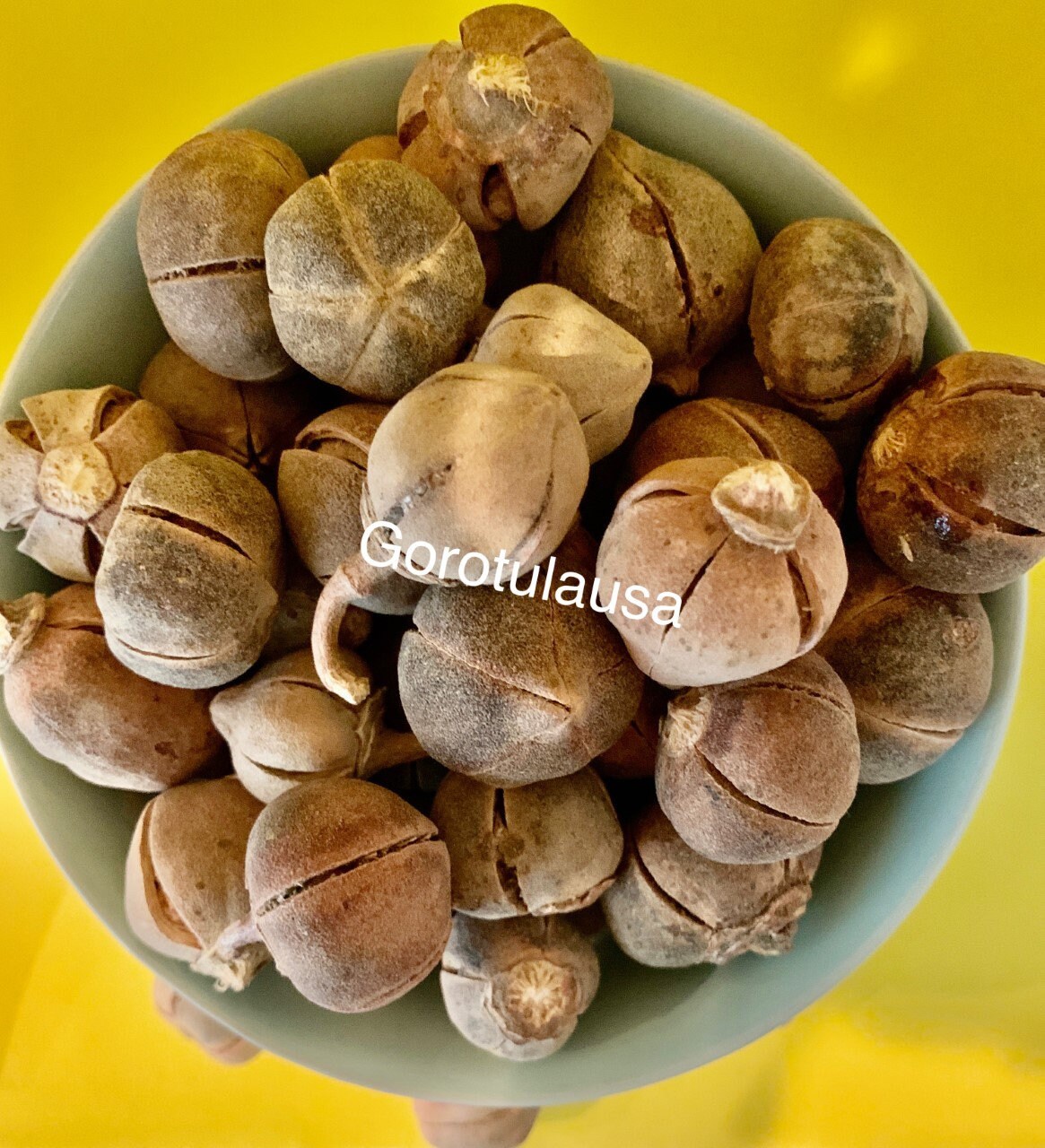 Organic Dry Gorontula / Snot Apple/ Silky Kola/ Azanza | Etsy