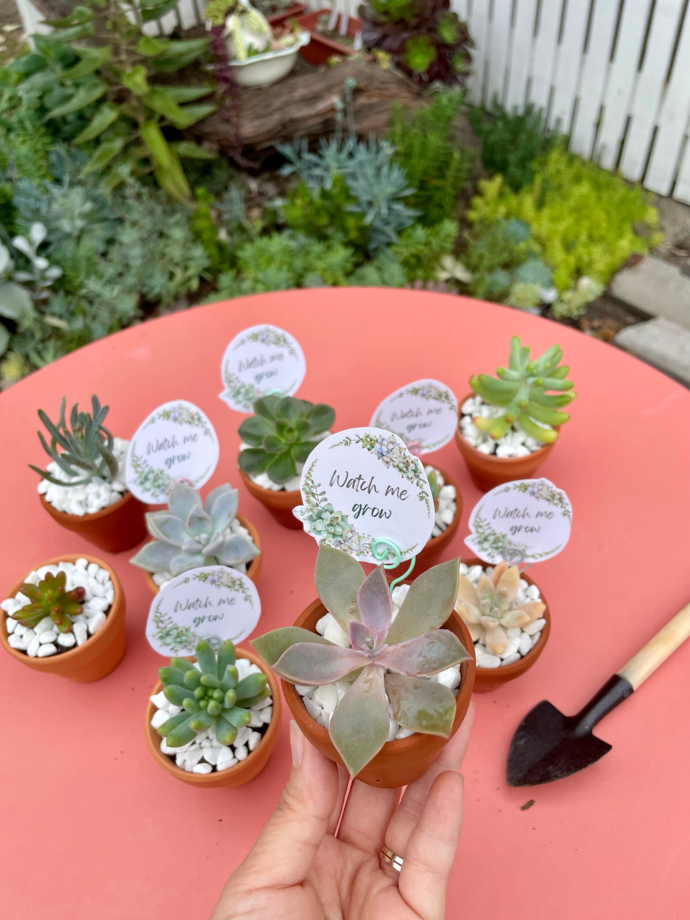 Succulent Bonbonnieres | Wedding Favours | Graduation Gifts | Mini ...