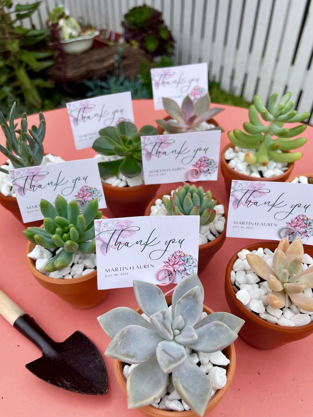 Succulent Bonbonnieres | Wedding Favours | Graduation Gifts | Mini ...