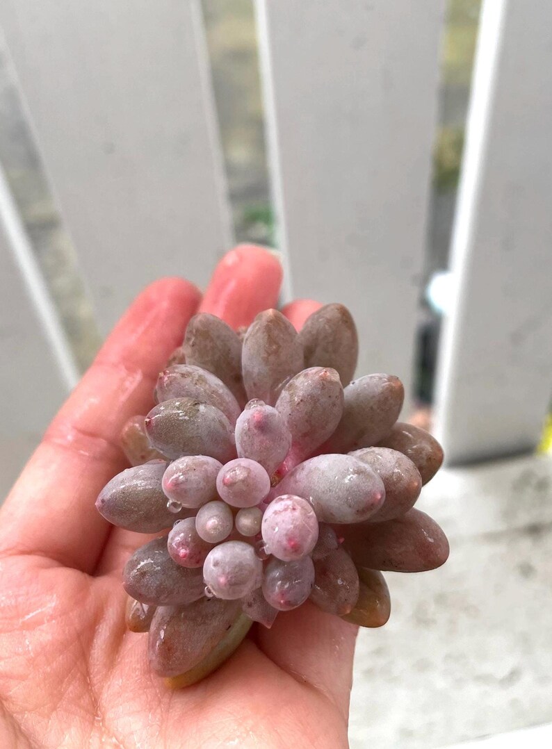 Pachyphytum “baby Fingers” | Collectable Succulents | Colourful ...