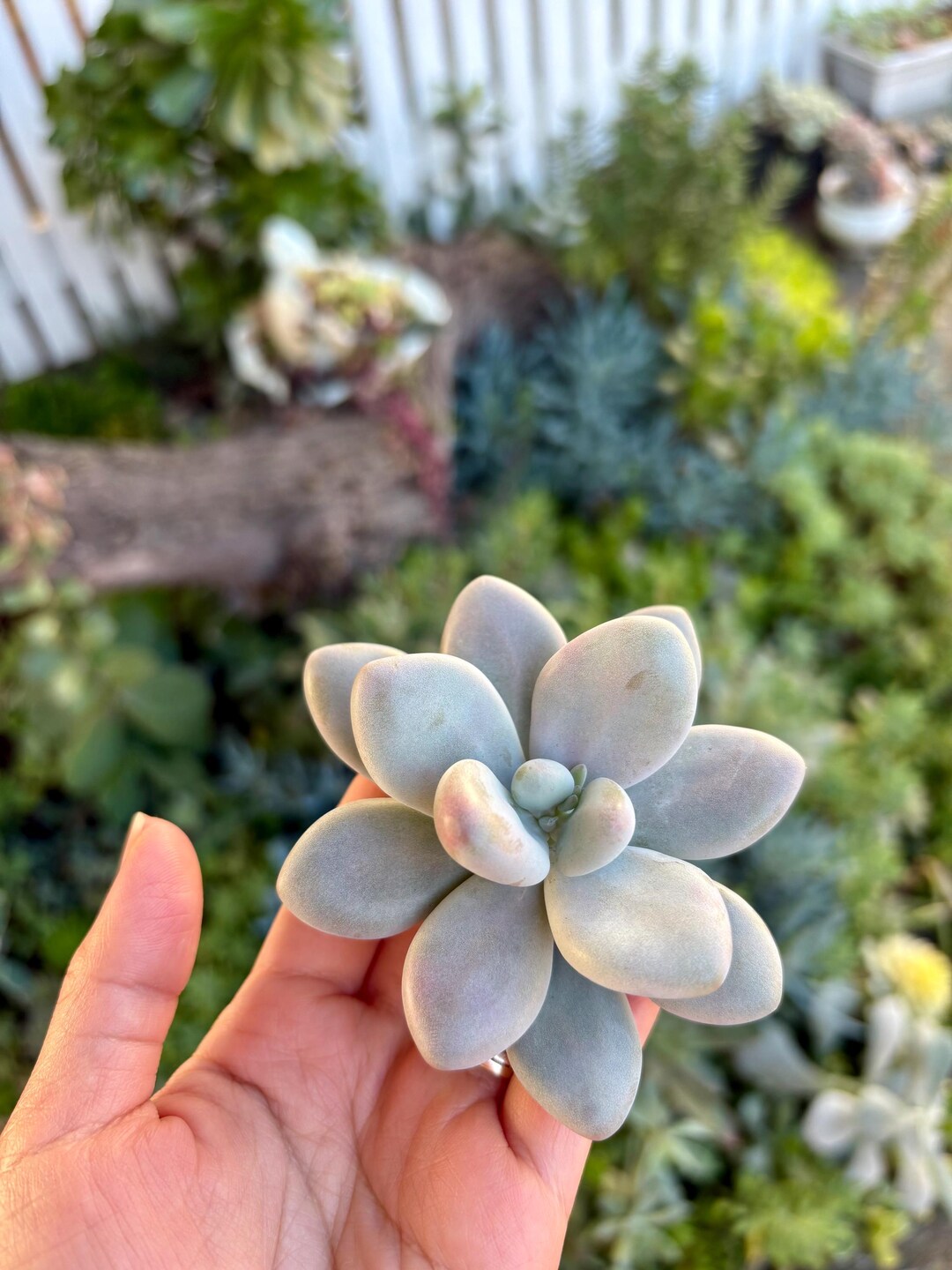 Lavender Pebbles (pink Moonstone) | Collectable | Rare Succulents ...