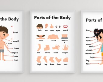 Body Parts Poster - Etsy