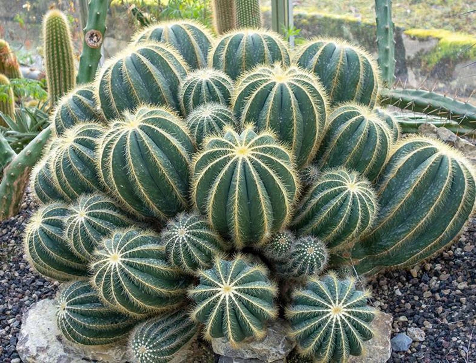 Parodia magnifica Notocactus magnifica Live Plant | Etsy