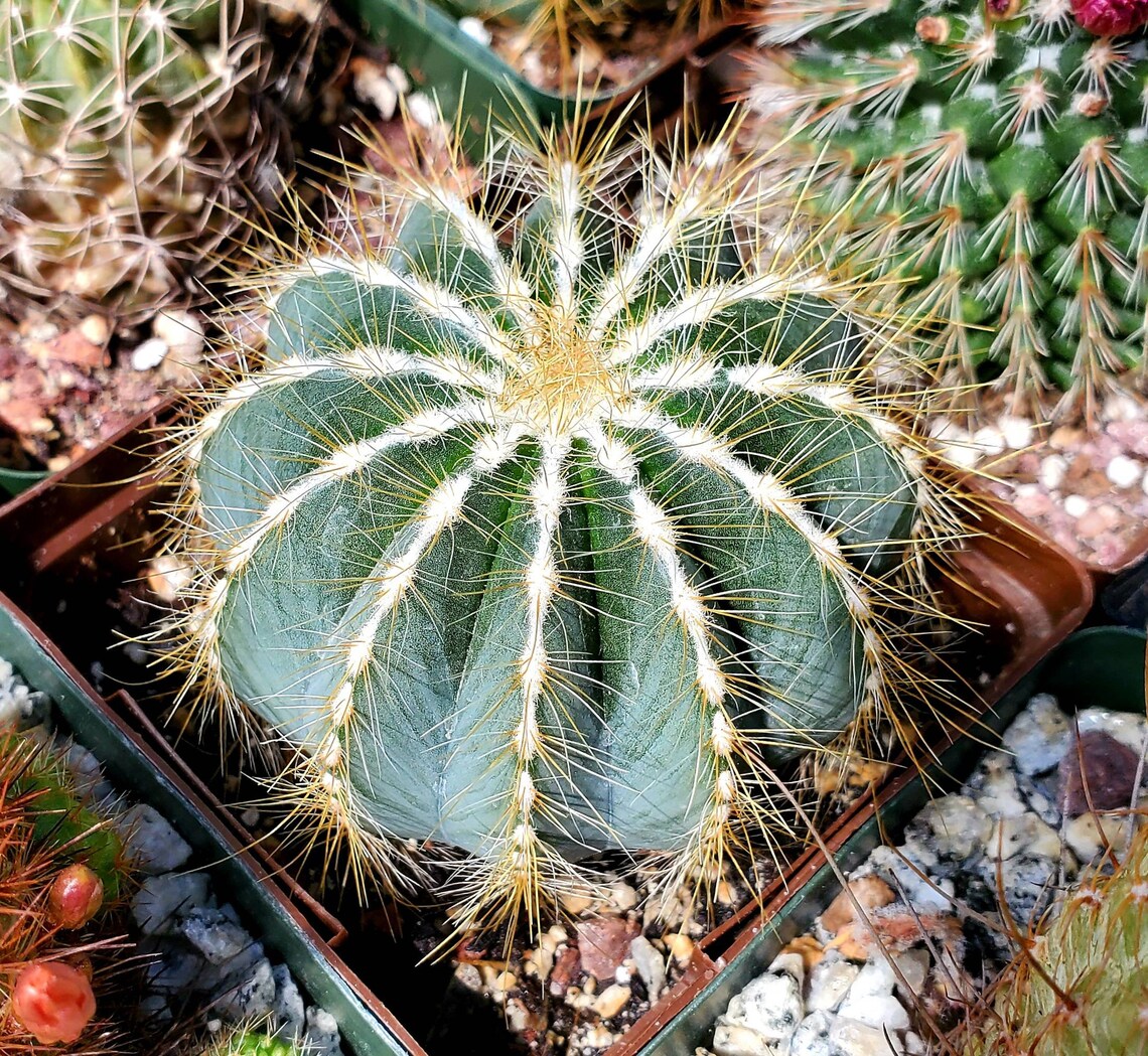 Parodia magnifica Notocactus magnifica Live Plant | Etsy