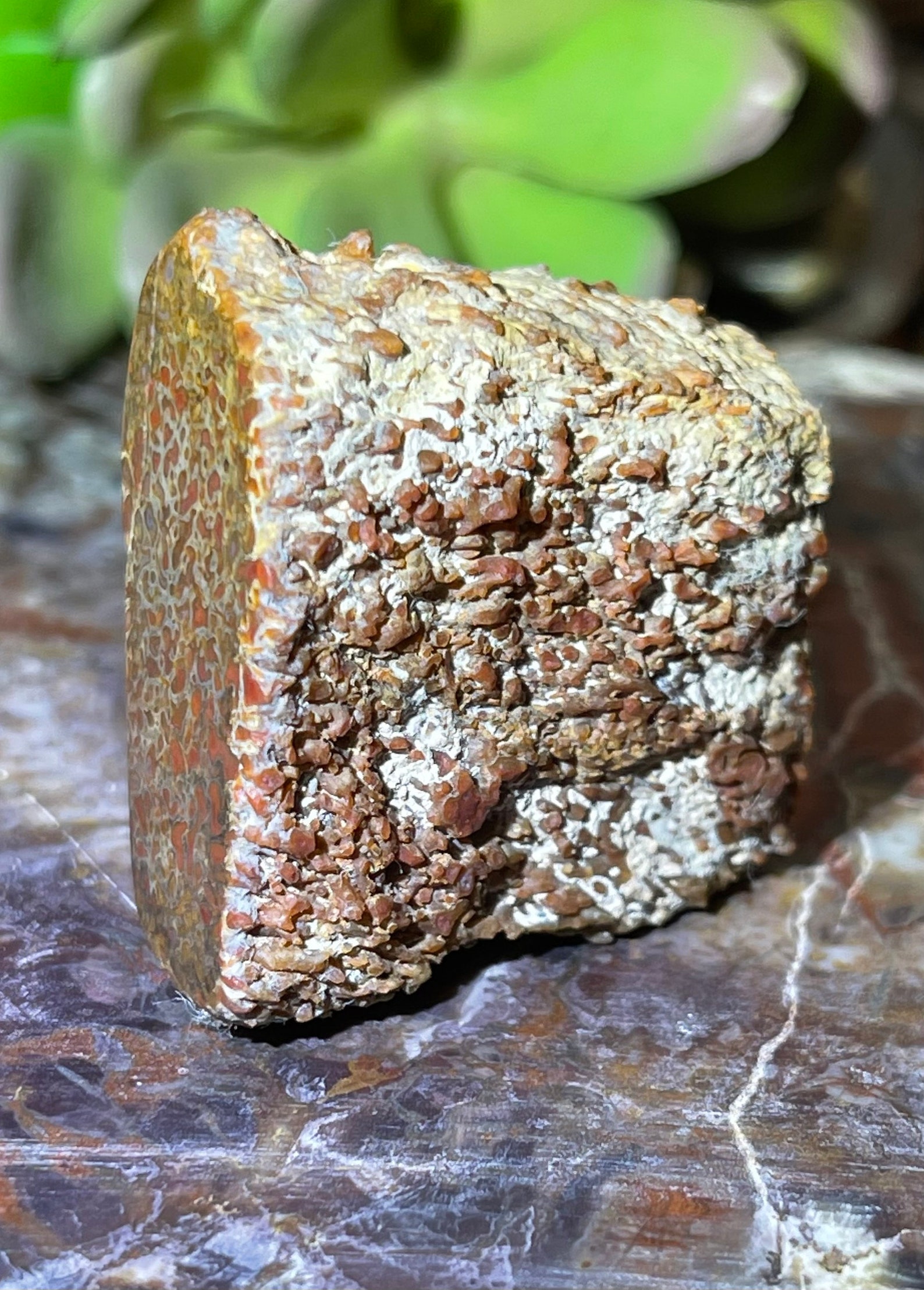 Agate Dinosaur Gem Bone Collection Piece Hand Made Agatized Dino Gem ...