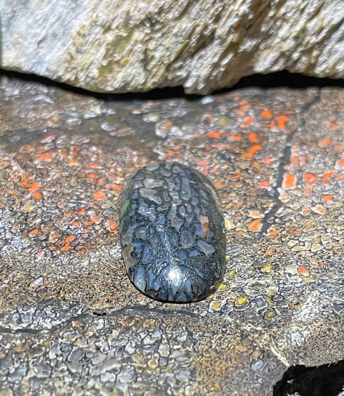 Dinosaur Gem Bone Cabochon Hand Made Blue Dino Bone Cabochon Genuine ...