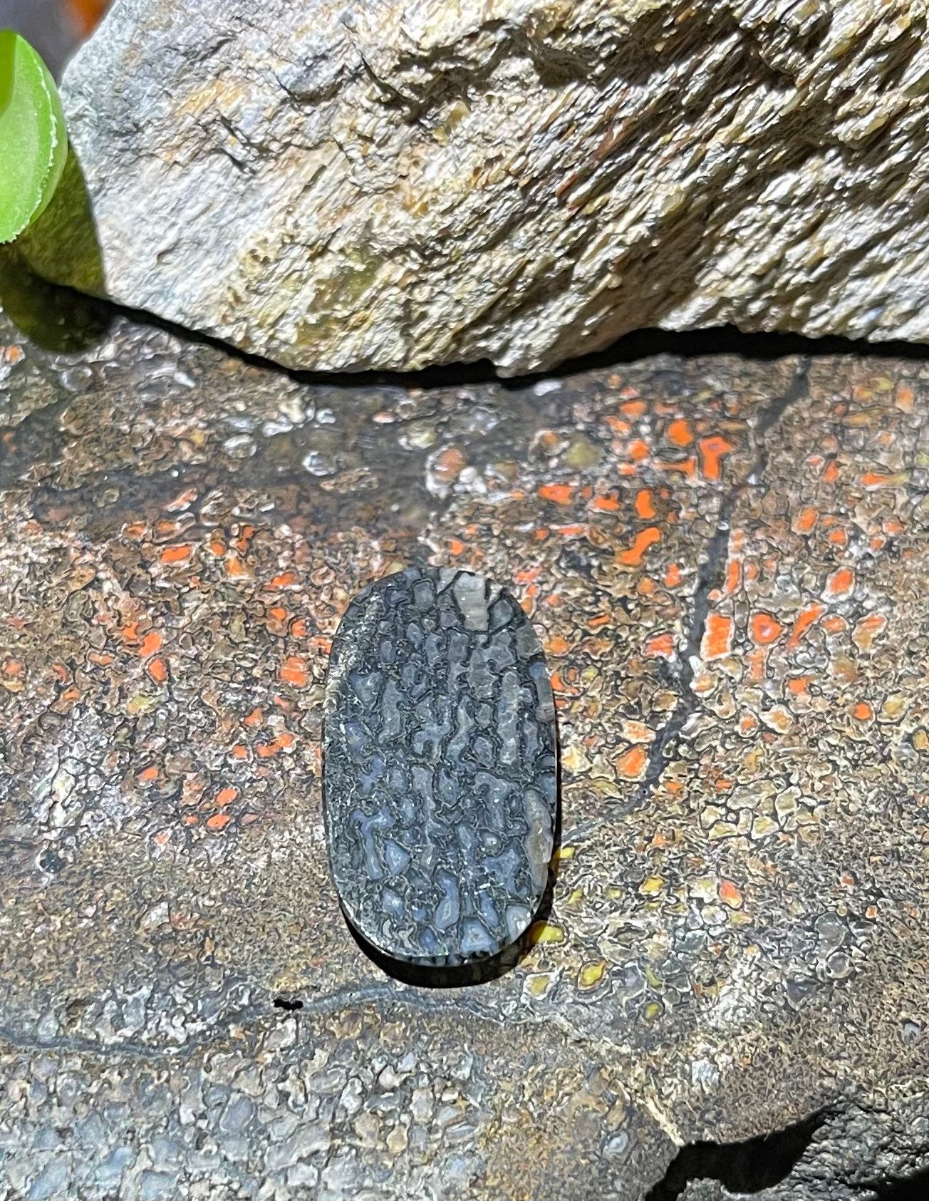 Dinosaur Gem Bone Cabochon Hand Made Blue Dino Bone Cabochon Genuine ...