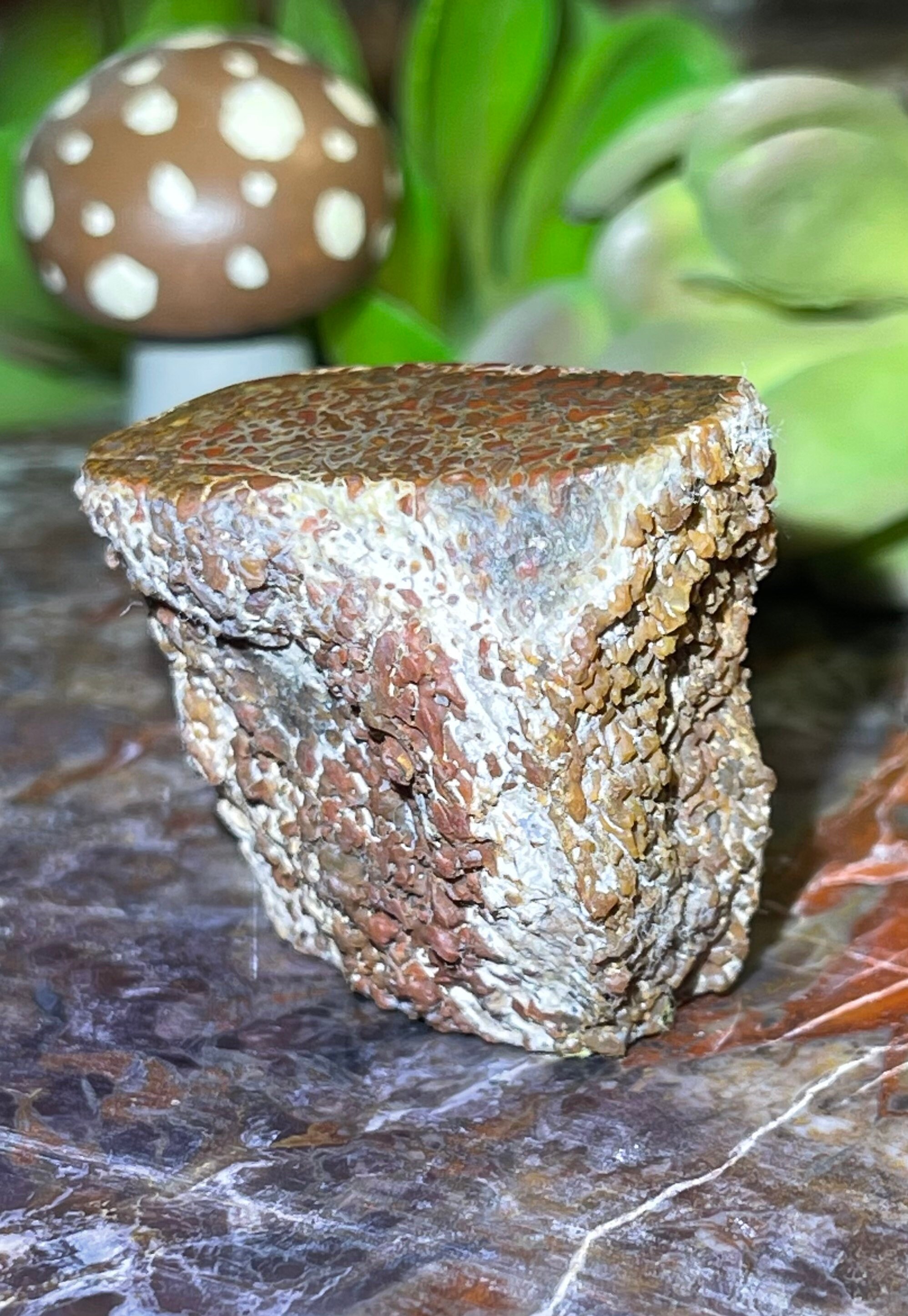 Agate Dinosaur Gem Bone Collection Piece Hand Made Agatized - Etsy