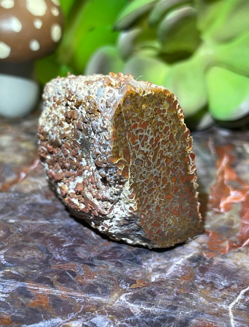 Agate Dinosaur Gem Bone Collection Piece Hand Made Agatized - Etsy