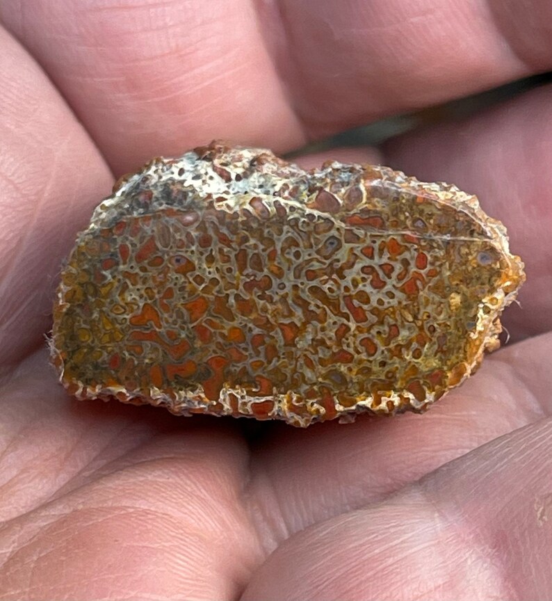 Agate Dinosaur Gem Bone Collection Piece Hand Made Agatized - Etsy