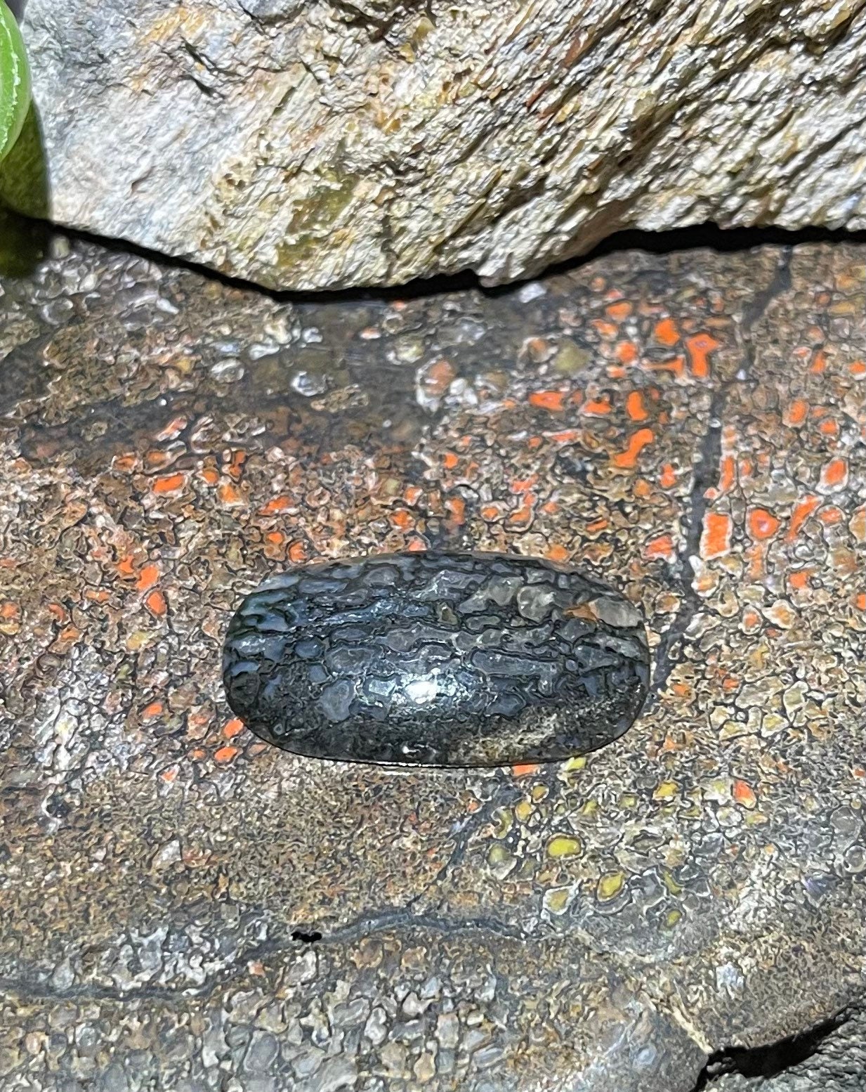 Dinosaur Gem Bone Cabochon Hand Made Blue Dino Bone Cabochon Genuine ...