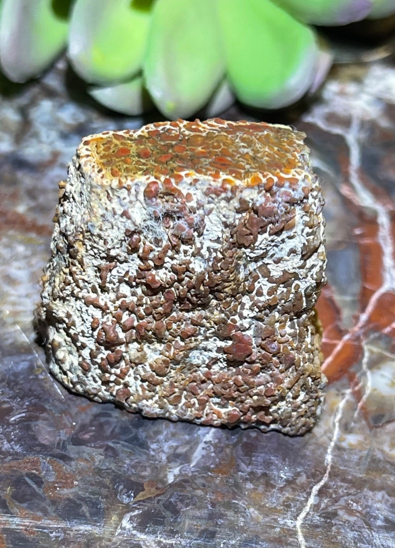 Agate Dinosaur Gem Bone Collection Piece Hand Made Agatized - Etsy