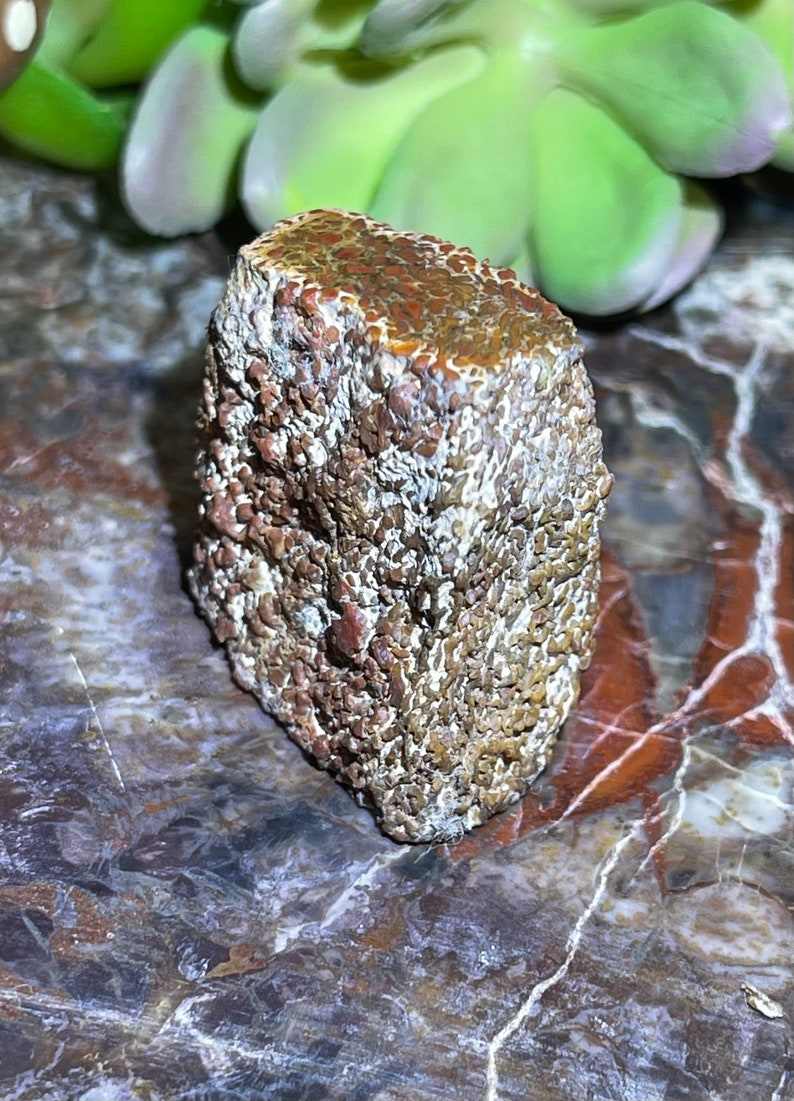 Agate Dinosaur Gem Bone Collection Piece Hand Made Agatized - Etsy