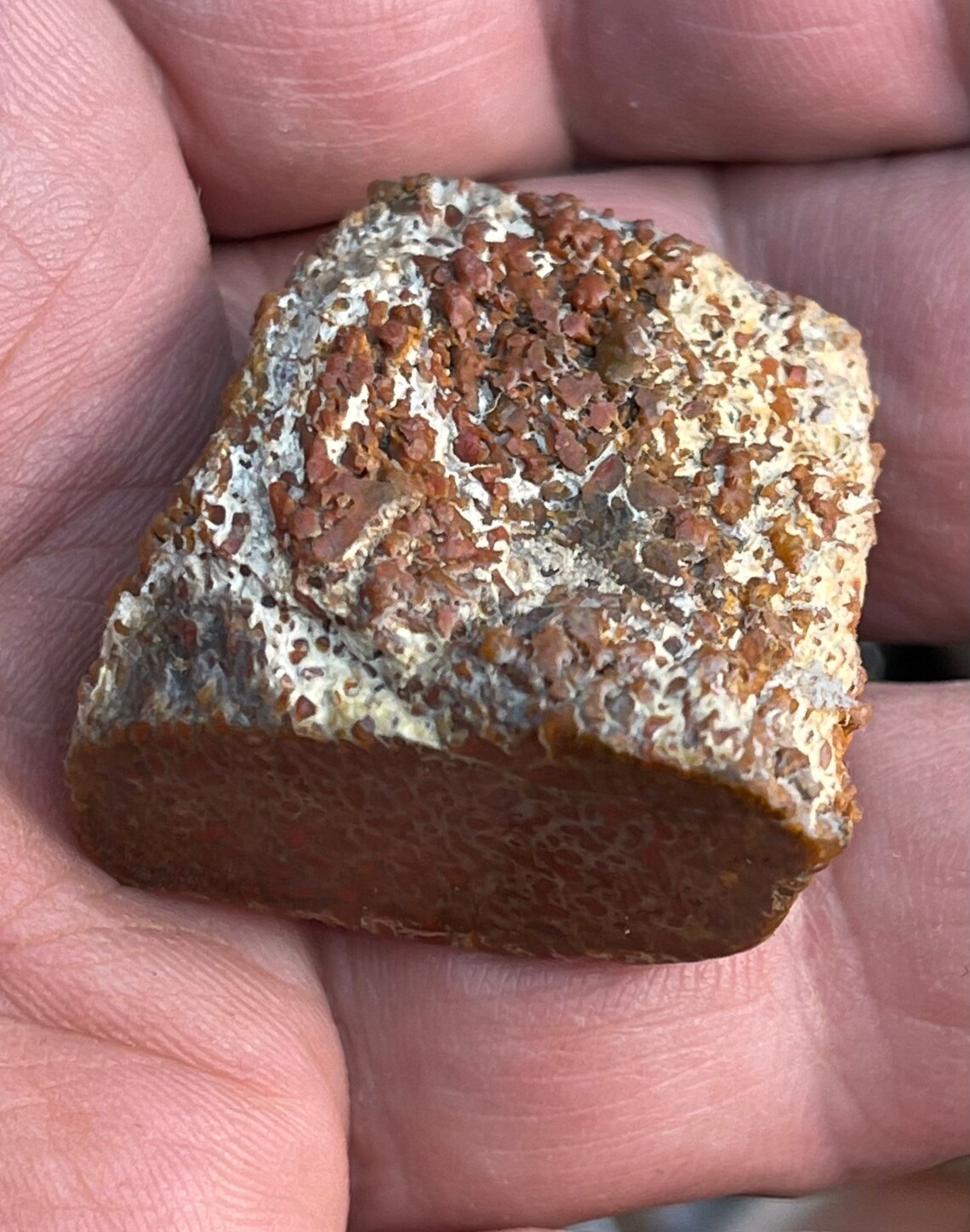 Agate Dinosaur Gem Bone Collection Piece Hand Made Agatized - Etsy