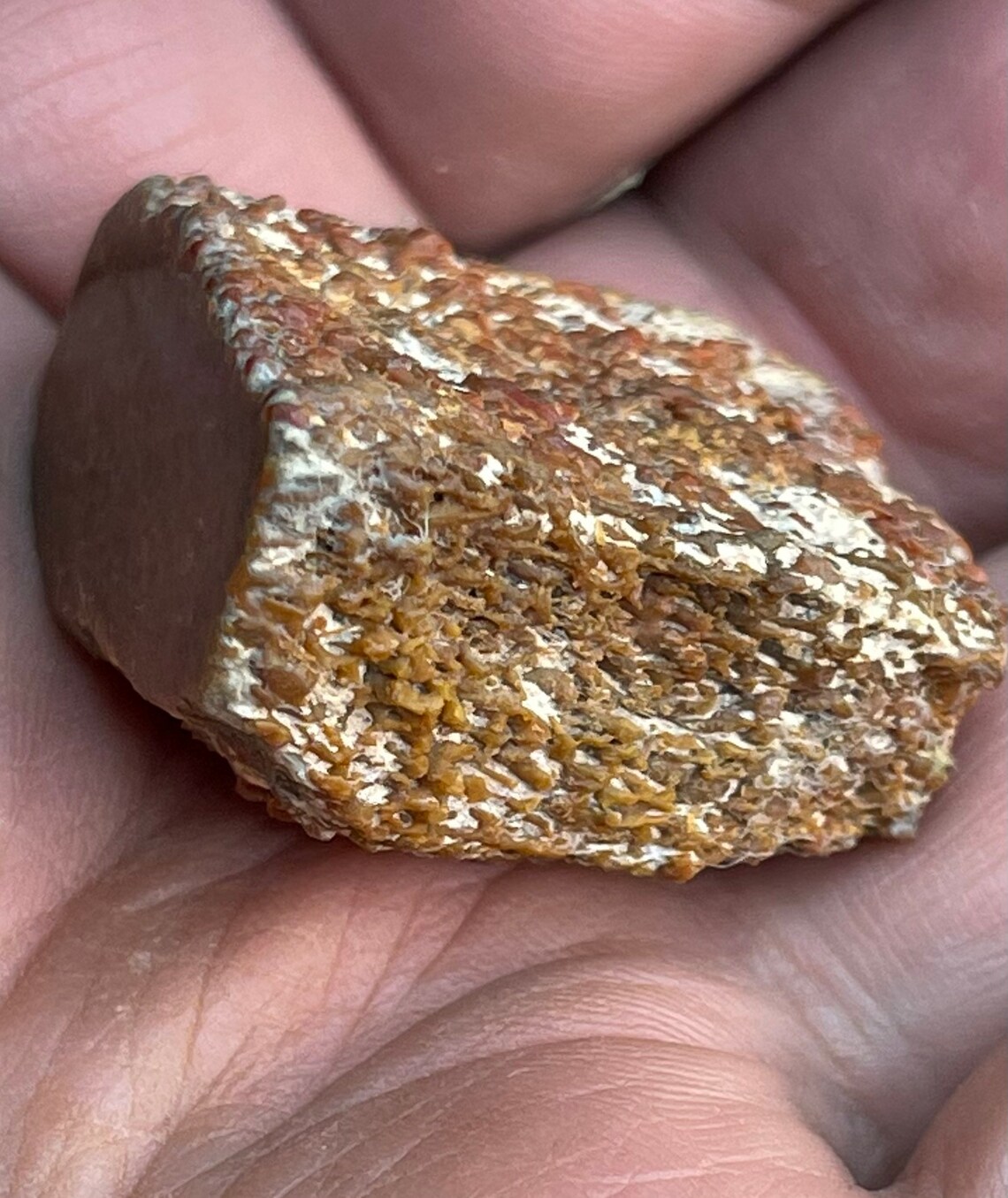 Agate Dinosaur Gem Bone Collection Piece Hand Made Agatized - Etsy