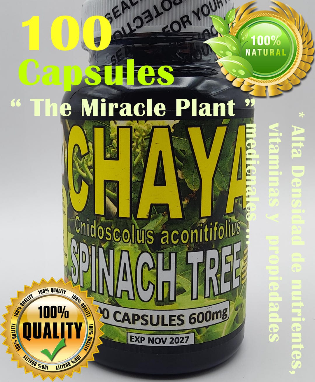 Chaya,chaya 100 Caps, Chaya Tree, Organic Spinach Tree !!! - Etsy