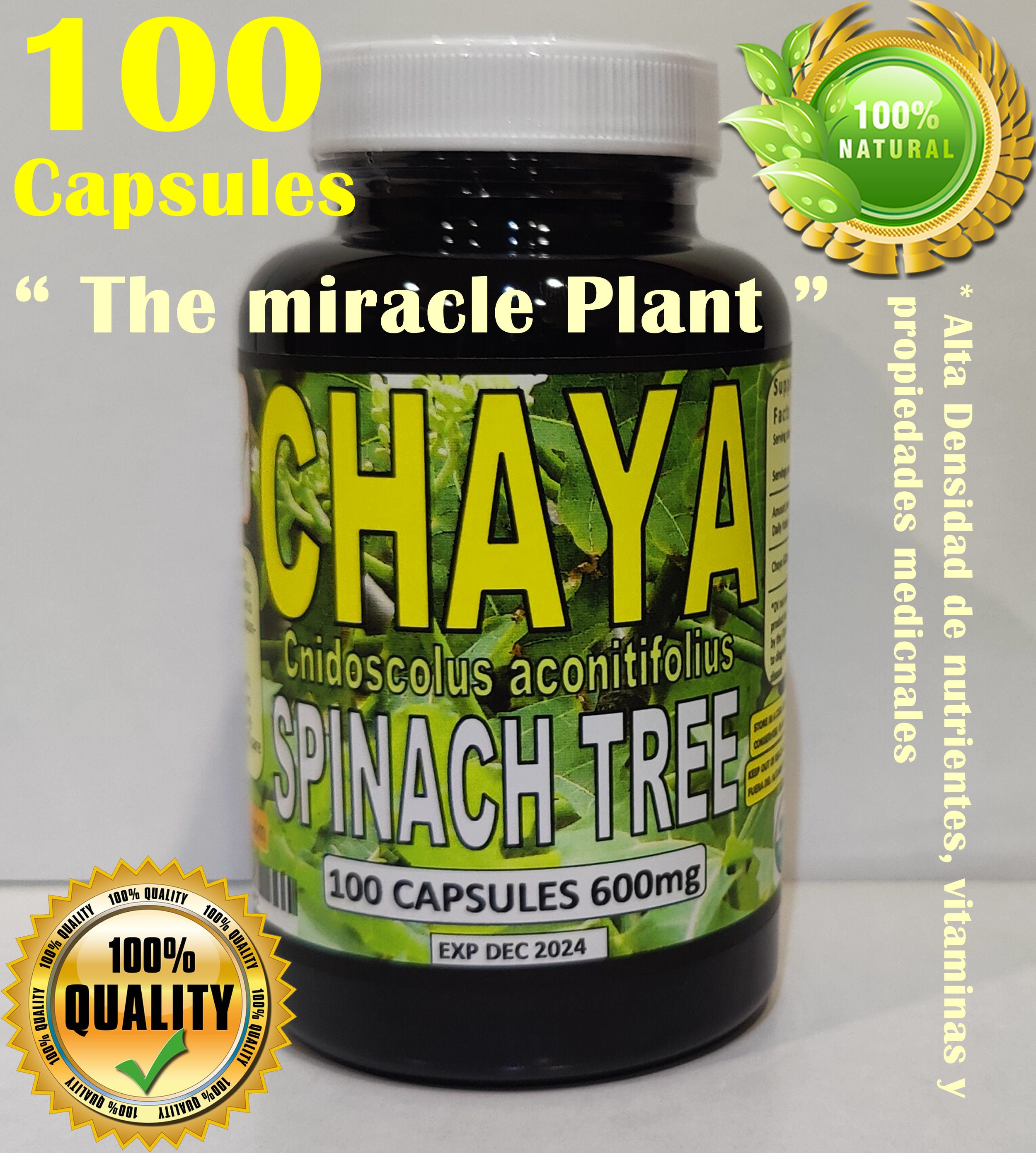 Chaya,chaya 100 Caps, Chaya Tree, Organic Spinach Tree - Etsy