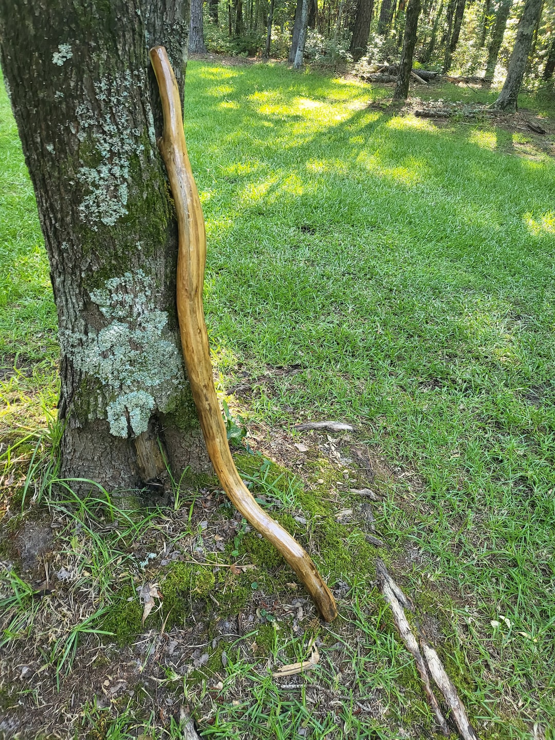 Gnarled Root Walking Stick Hiking Camping 4' 2" Long Very Sturdy ...