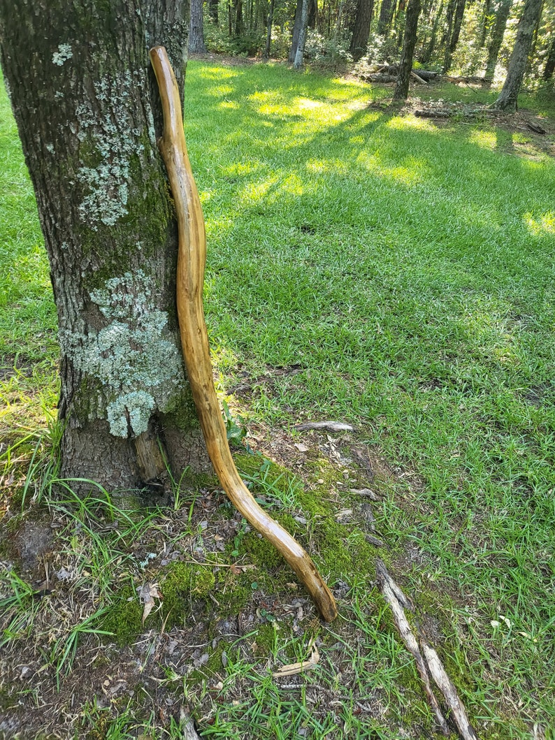 Gnarled Root Walking Stick Hiking Camping 4' 2" Long Very Sturdy ...