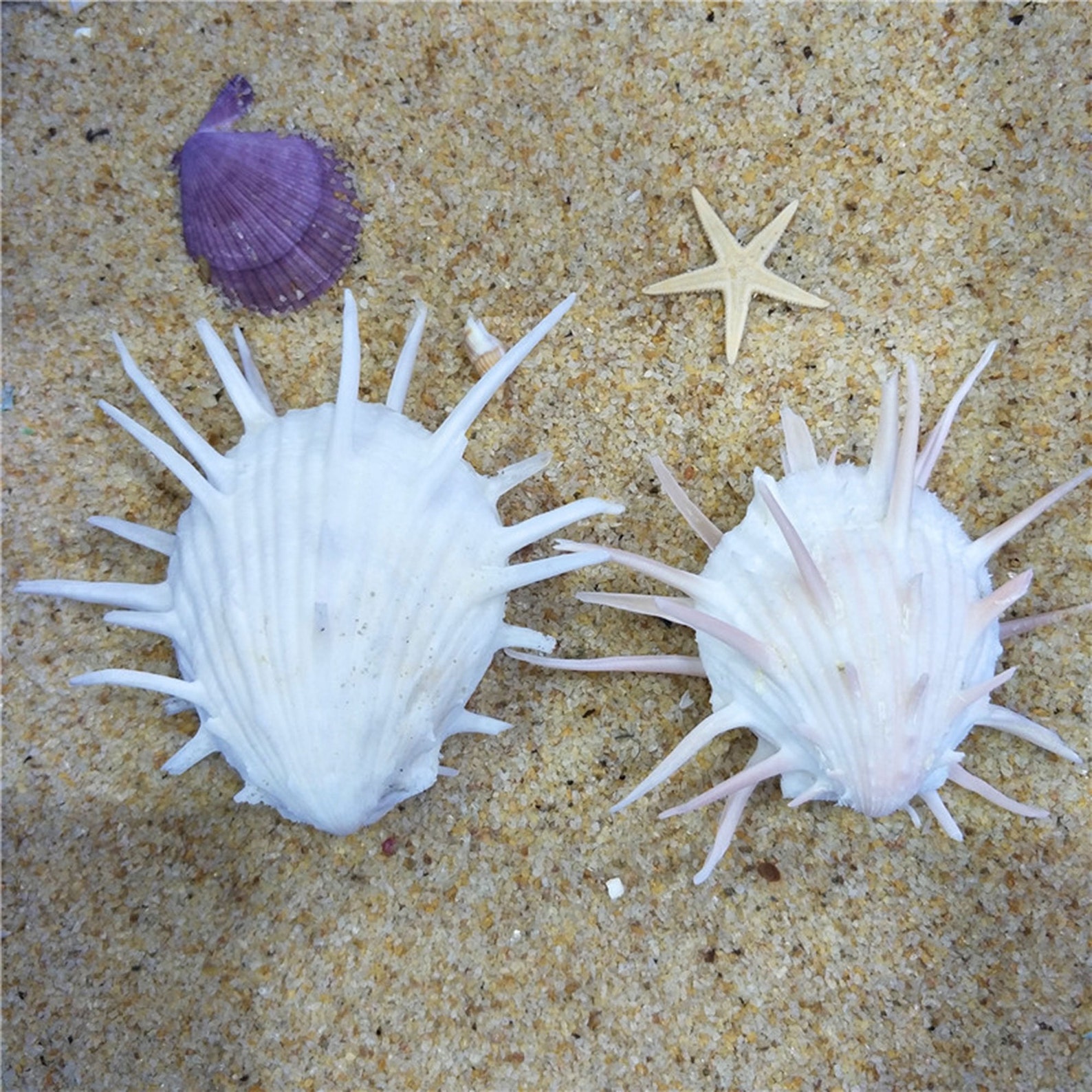 Spiky Conch Sea Shell White Chrysanthemum Conch Shell DIY | Etsy