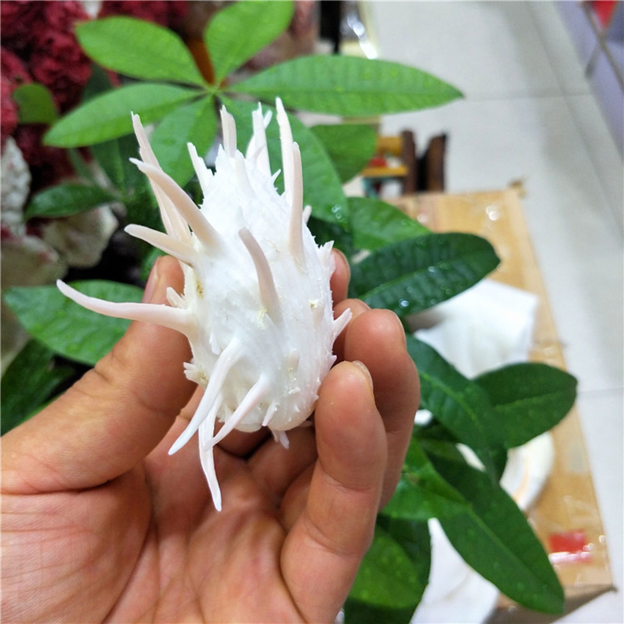 Spiky Conch Sea Shell White Chrysanthemum Conch Shell DIY | Etsy