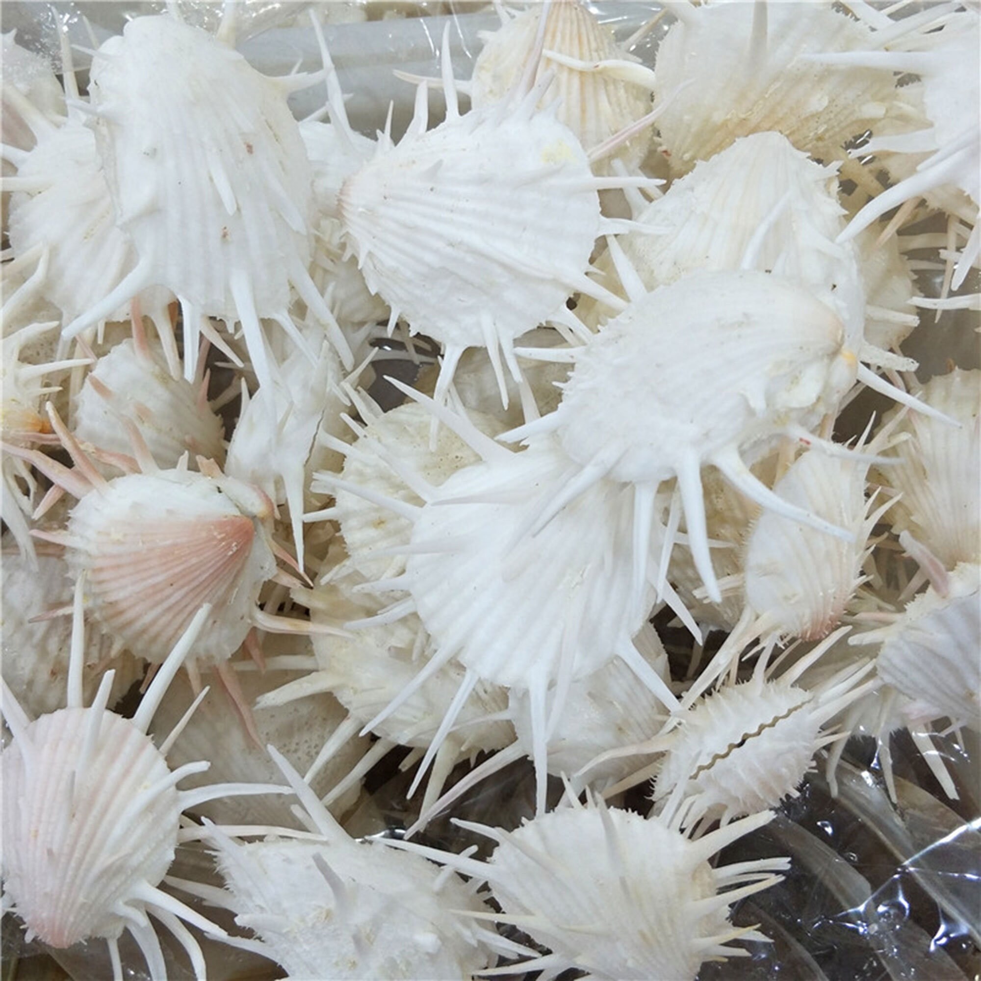 Spiky Conch Sea Shell White Chrysanthemum Conch Shell DIY | Etsy