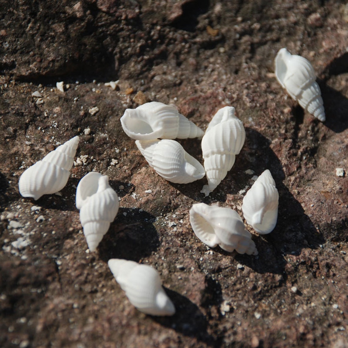 Tiny Conch Sea Shell Spiral Conch white Shell DIY Crafting | Etsy