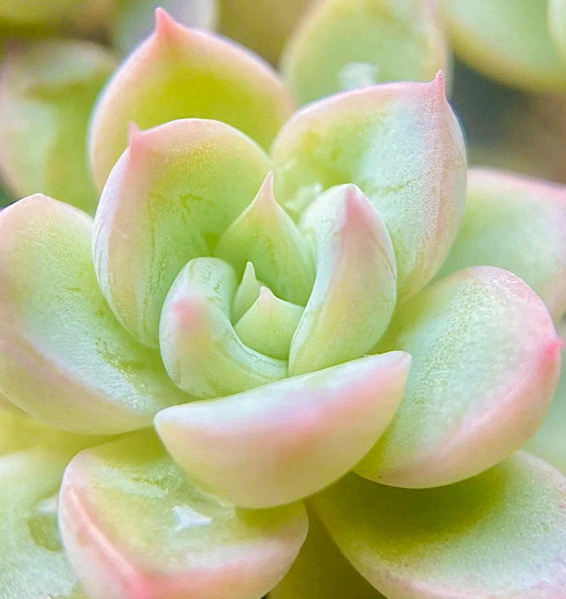 Echeveria 'shadow', 10 Seeds, Rare Farina Pattern Succulent - Etsy