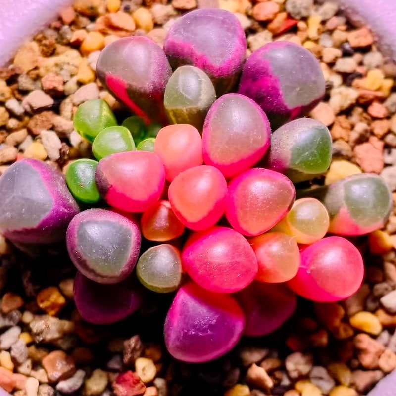Rare Succulent - Etsy