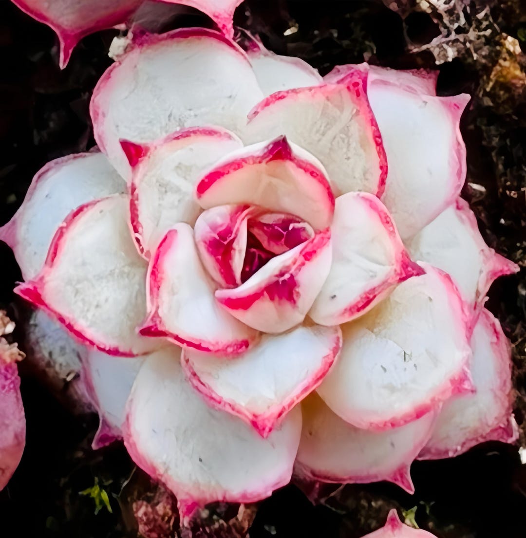 10 Seeds Echeveria Nova X 'vincent Catto' New Hybrid Rare Succulent ...