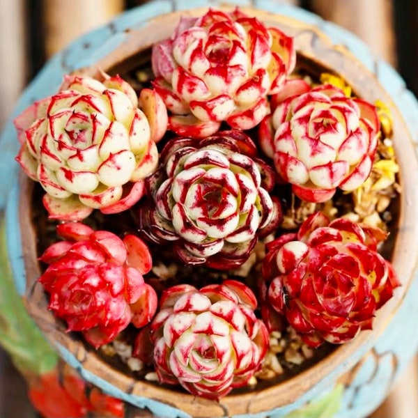 Rare Succulent Seeds - Etsy