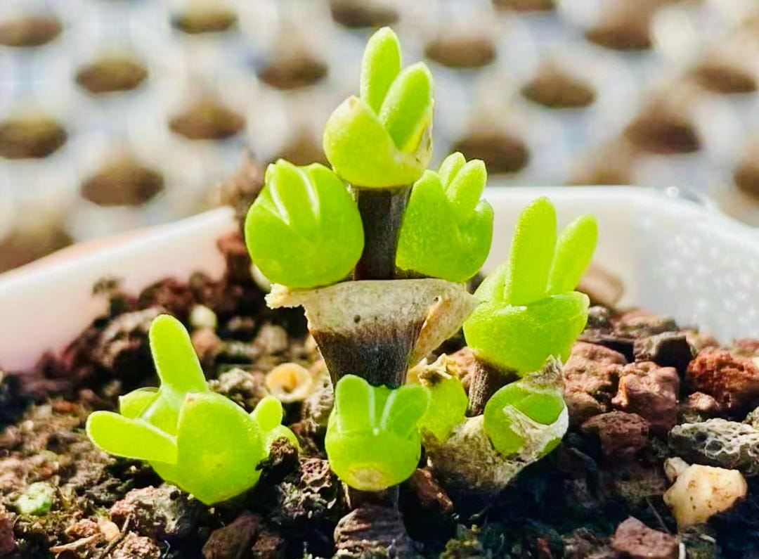Dicrocaulon Ramulosum Bunny Succulent (10 Seeds) - Etsy