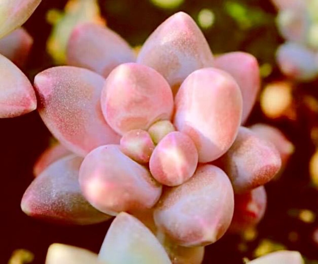 Pachyphytum Baby Finger X Compactum Rose 'chiseled Stones', 10 Seeds ...