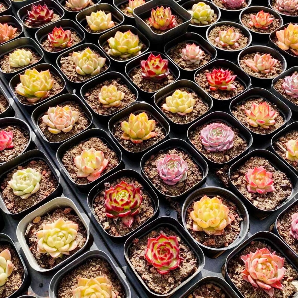 10 Seeds MIX Echeveria Agavoides SP X Hybrids Rare Succulent - Etsy