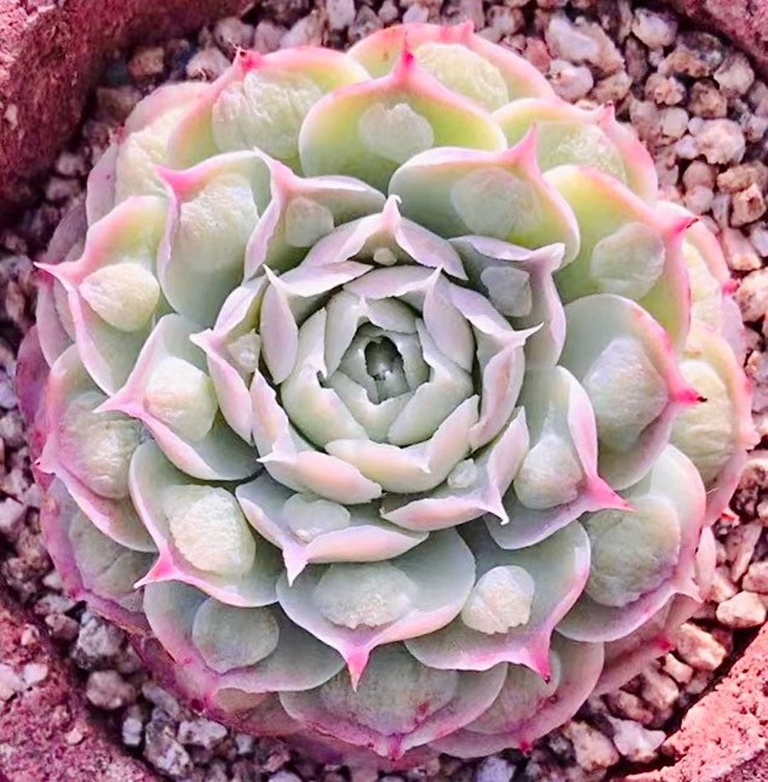 10 Seeds Echeveria Gilo Drops New/ Hearts Choice Rare Succulent Seed ...