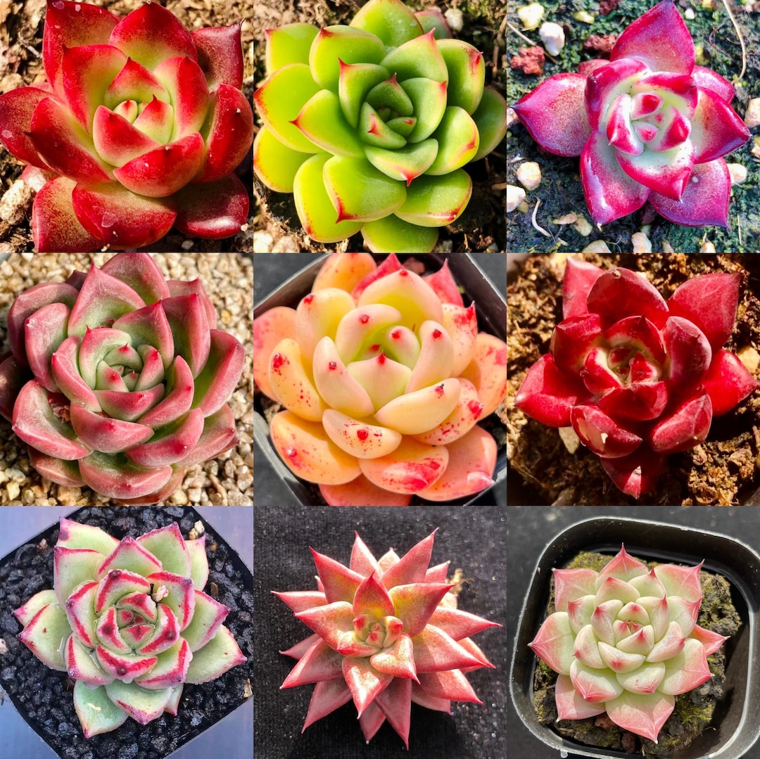10 Seeds MIX Echeveria Agavoides SP X Hybrids Rare Succulent Seed Pink ...