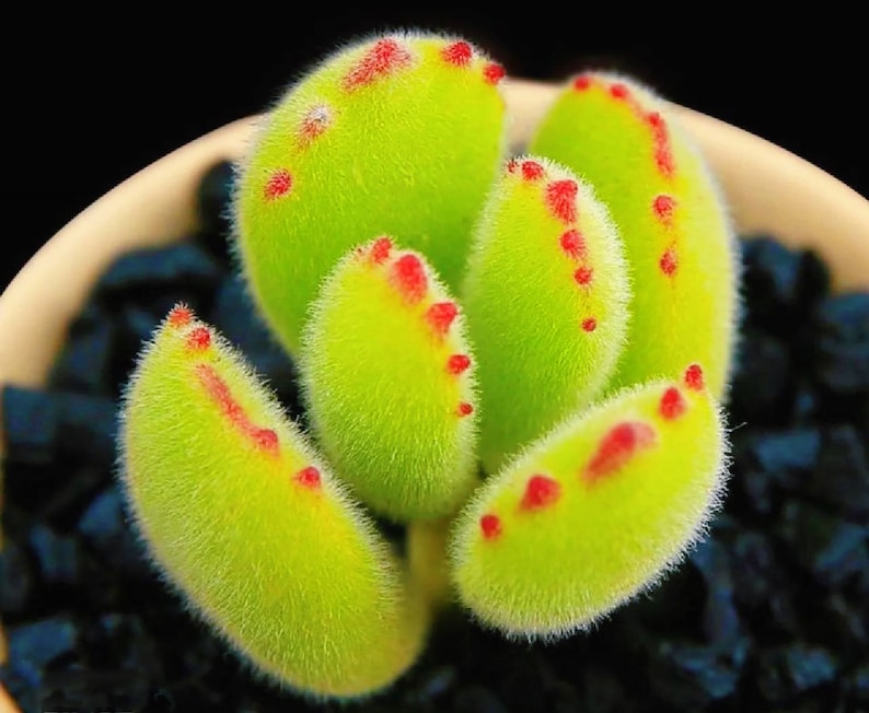 Bear's Paw Cotyledon Tomentosa Fluffy Fuzzy Velvety Plush Hairy ...