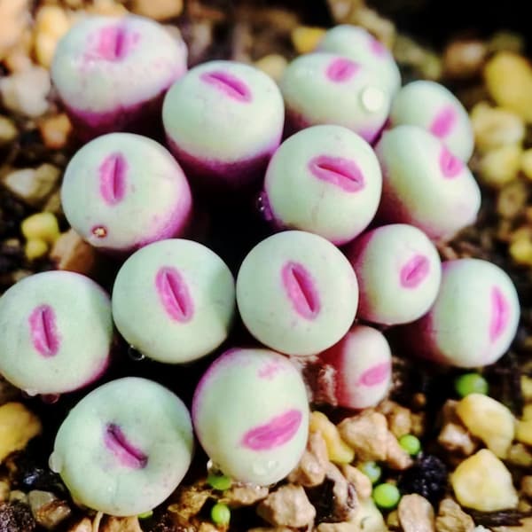 Lips Plant Succulent - Etsy