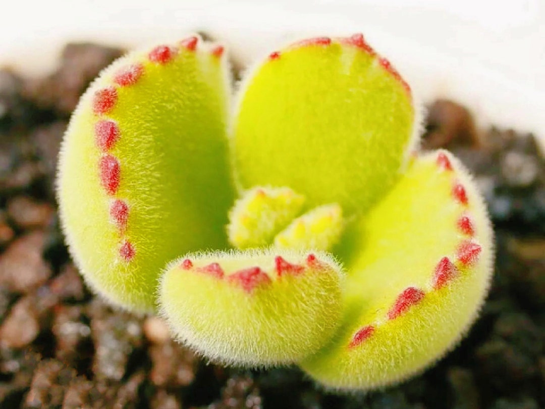 Bear's Paw Cotyledon Tomentosa Fluffy Fuzzy Velvety Plush Hairy ...