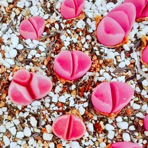 10 Seeds Lithops Optica 'rubra' C81A Rare Succulent Seed Pink ...