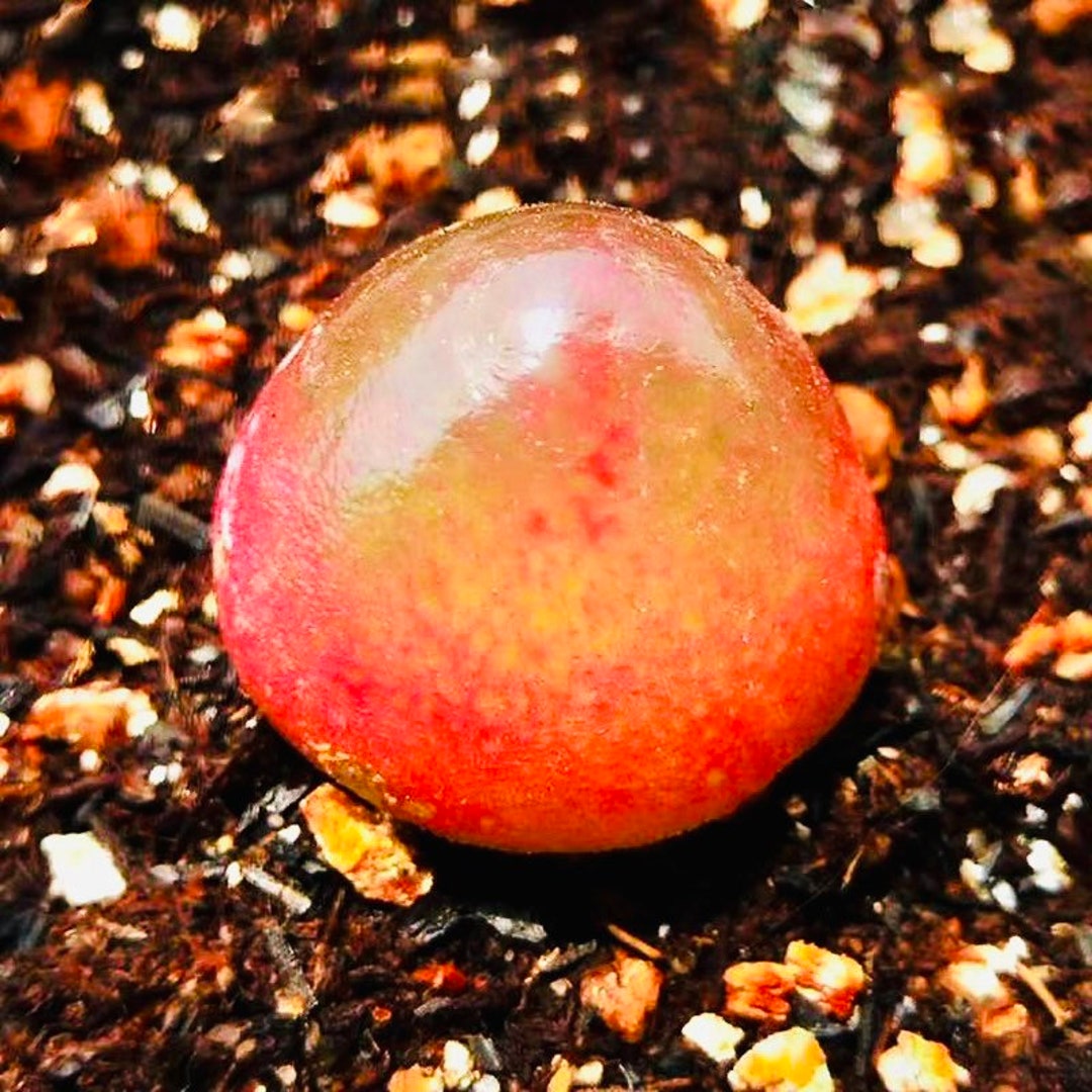 10 Seeds MIX Conophytum Burgeri Sp Very Rare Succulent Seed Pink Plant ...