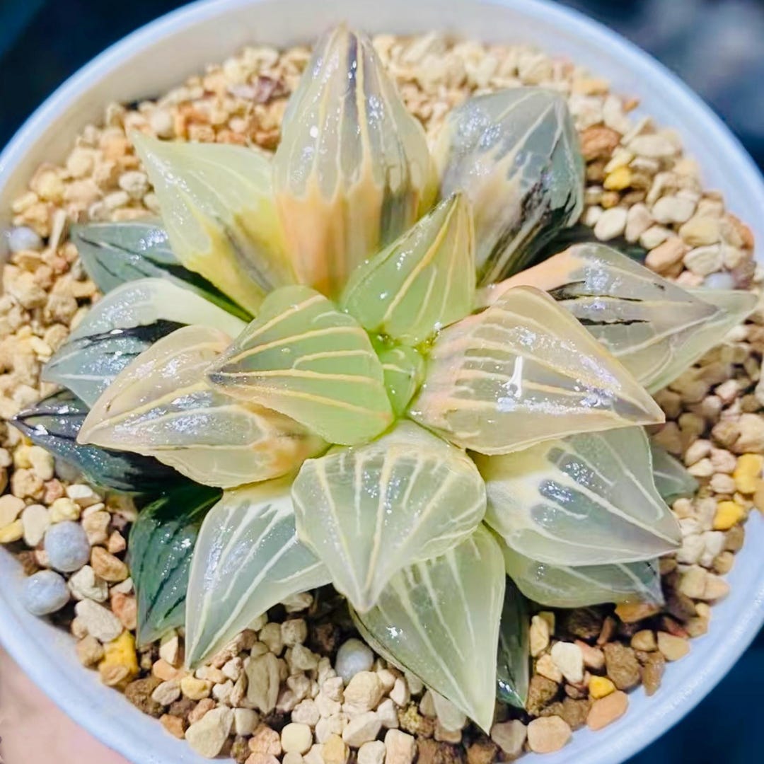 Variegated Haworthia Emelyae / Picta Sp. Mix – Window Succulent Seeds ...