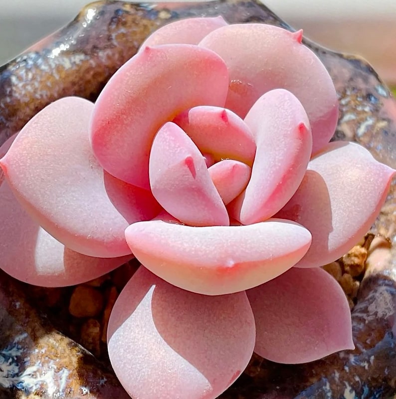 Echeveria Cream Tea Seed – Pastel Rosette Succulent – 10 Seeds - Etsy