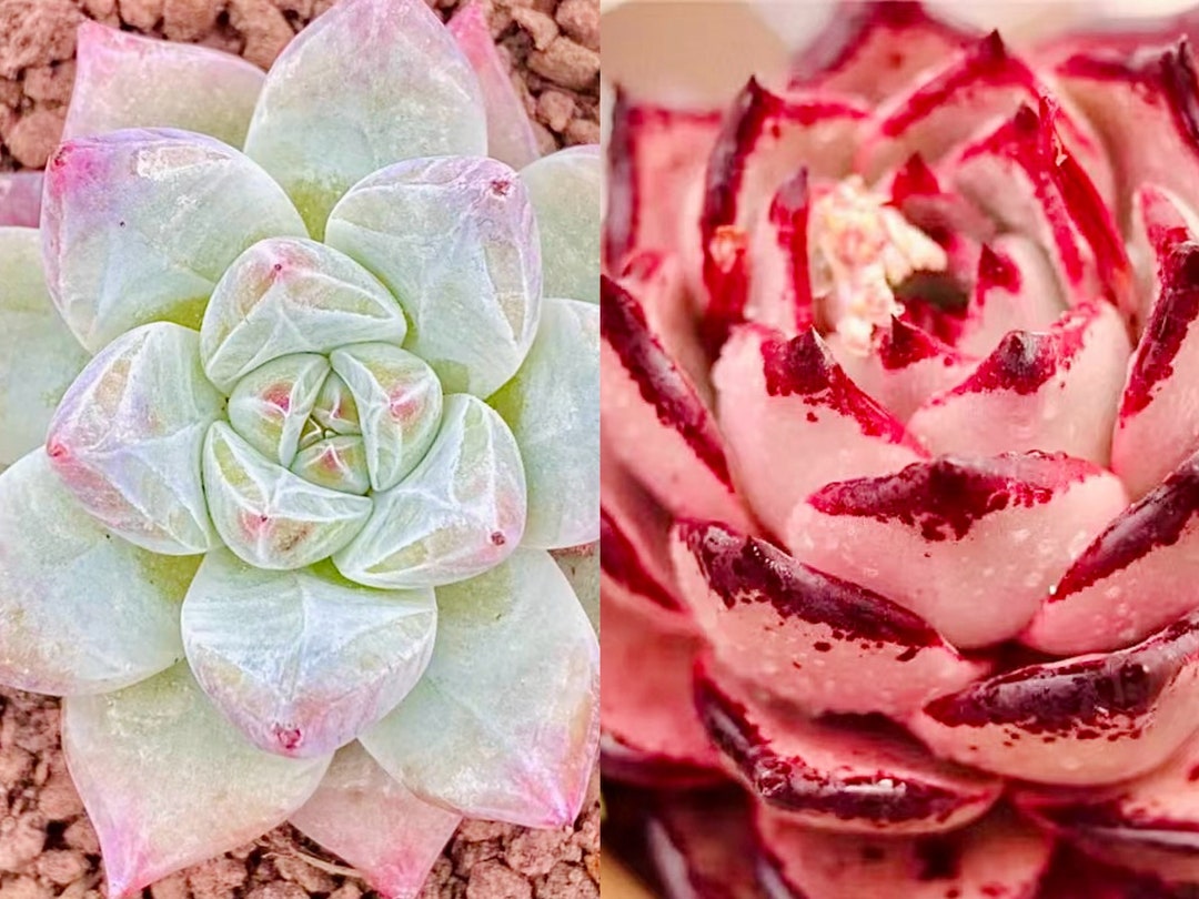 10 Seeds Echeveria Colorata Tapalpa X Blood Romeo Rare Hybrids ...