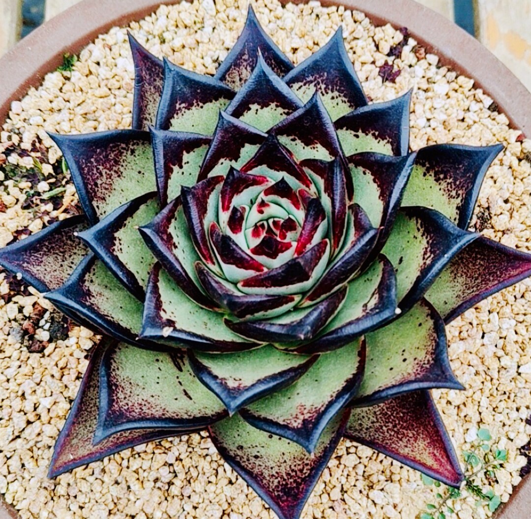 10 Seeds Echeveria Agavoides Ebony REAL ‘black King’ Dark Edges Succulent Seed Succulents Meaty ...