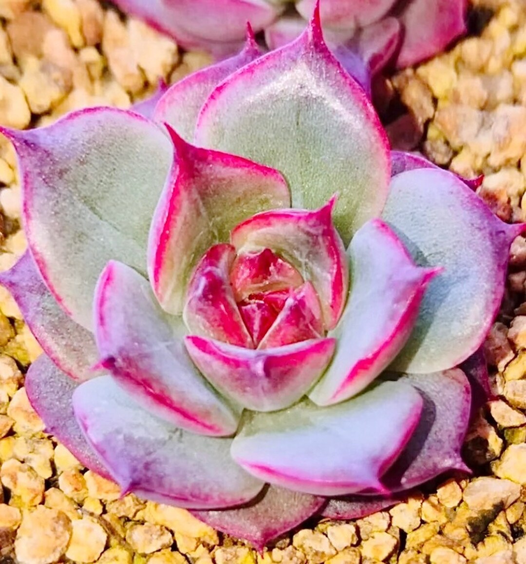 10 Seeds Echeveria Purple Halbingeri X Rubin New Hybrid Rare Succulent ...