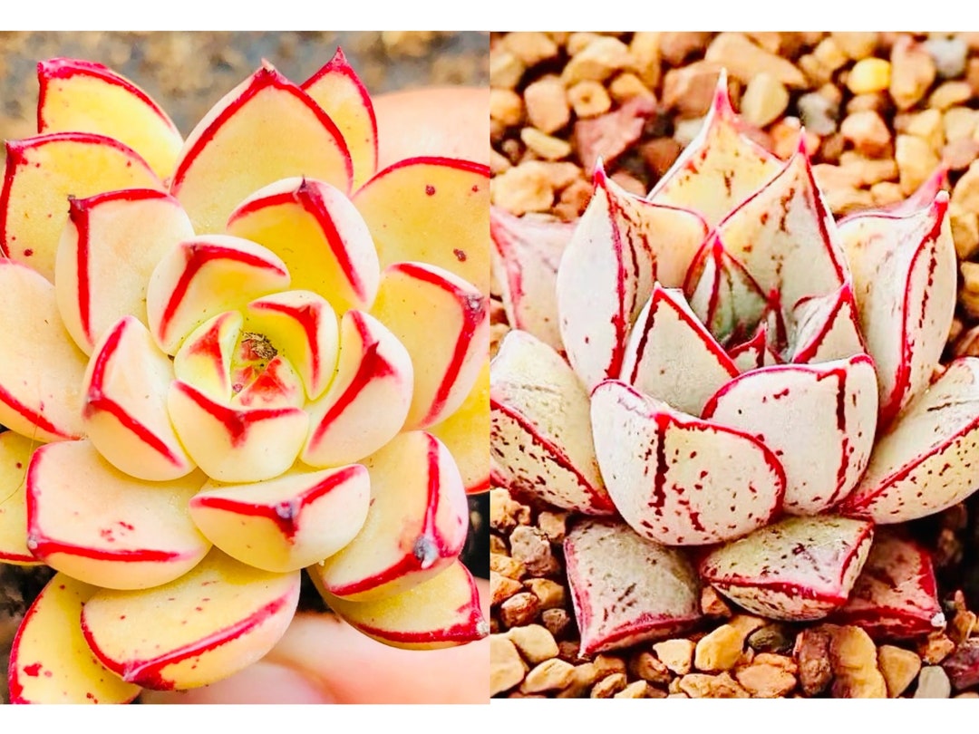 10 Seeds Echeveria cinderella X Purpusorum White Form NEW Hybrid Seed ...